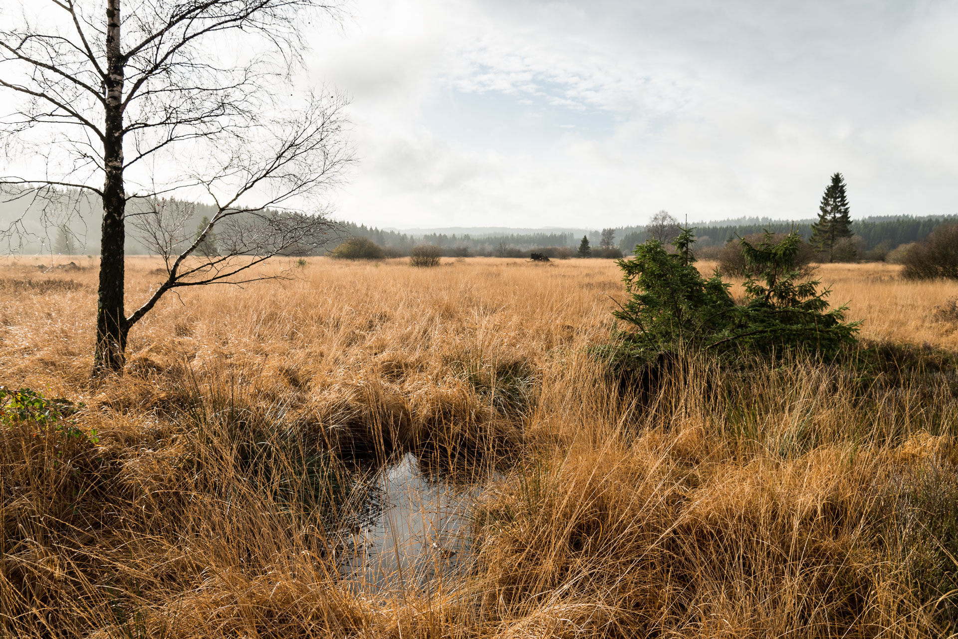 Fagnes en automne - Photos par Andre Servaty